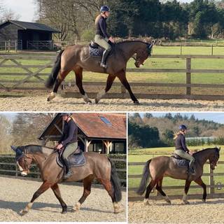 Horse for Sale | Quality ISH Cullion Sienna