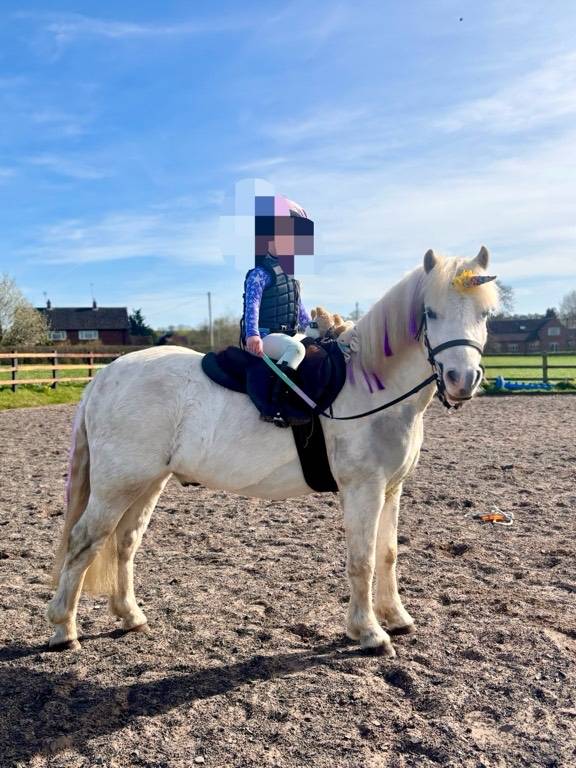 Pony for Sale | Stunning Welsh Section A