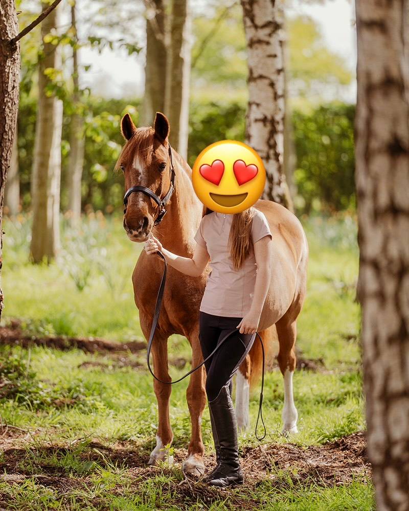 Pony for Sale | Schoolmistress 13.2hh chestnut Welsh C mare 13yrs