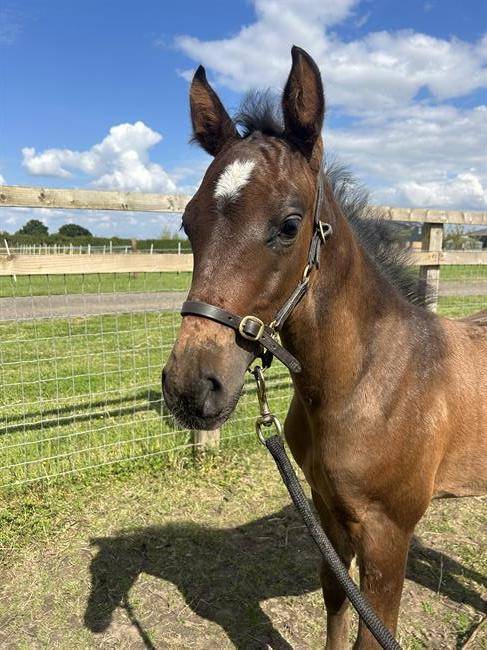 Horse for Sale | Eye Catching Colt Foal by Solid Gold Z