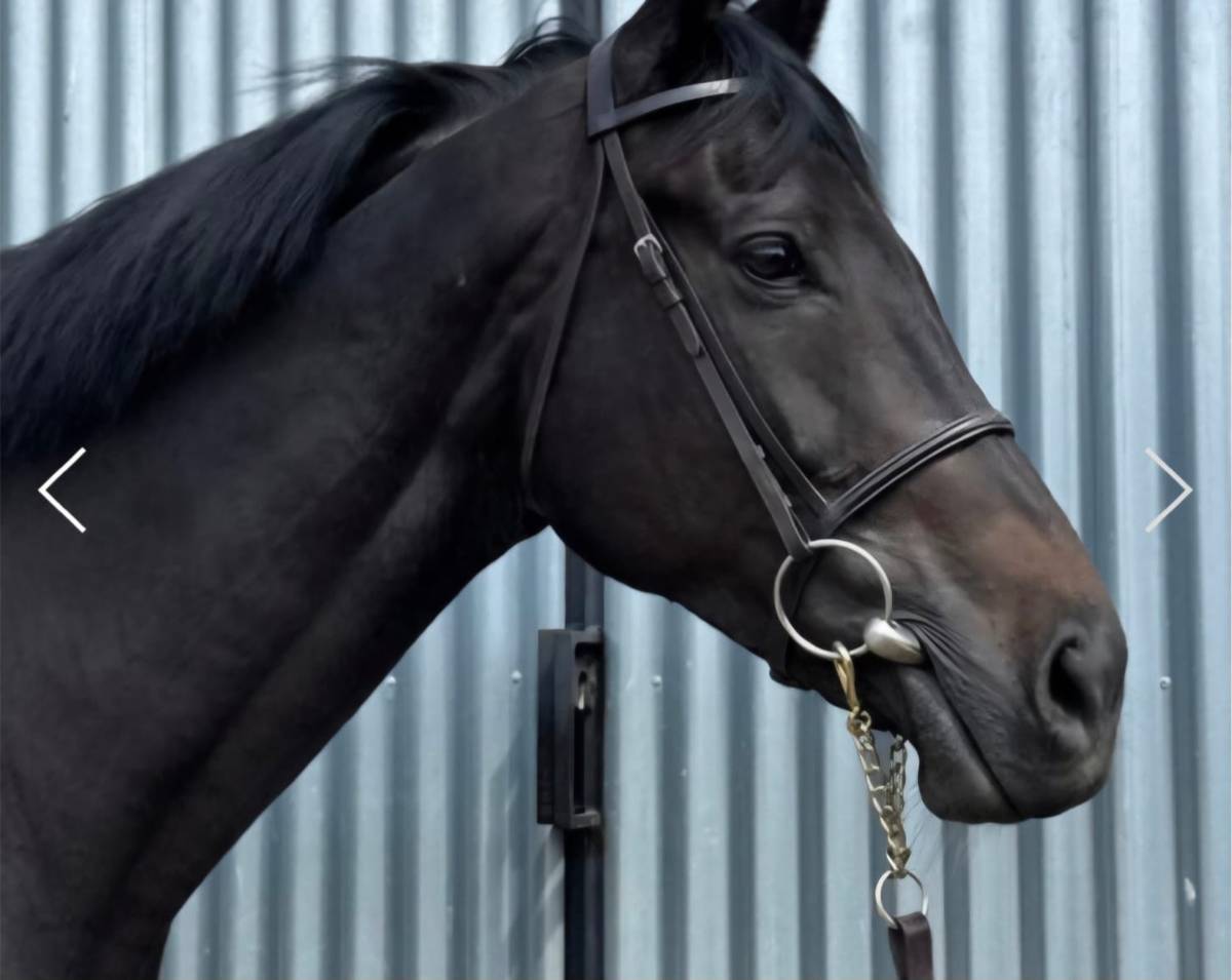Horse for Sale | Ex Racer sweetie