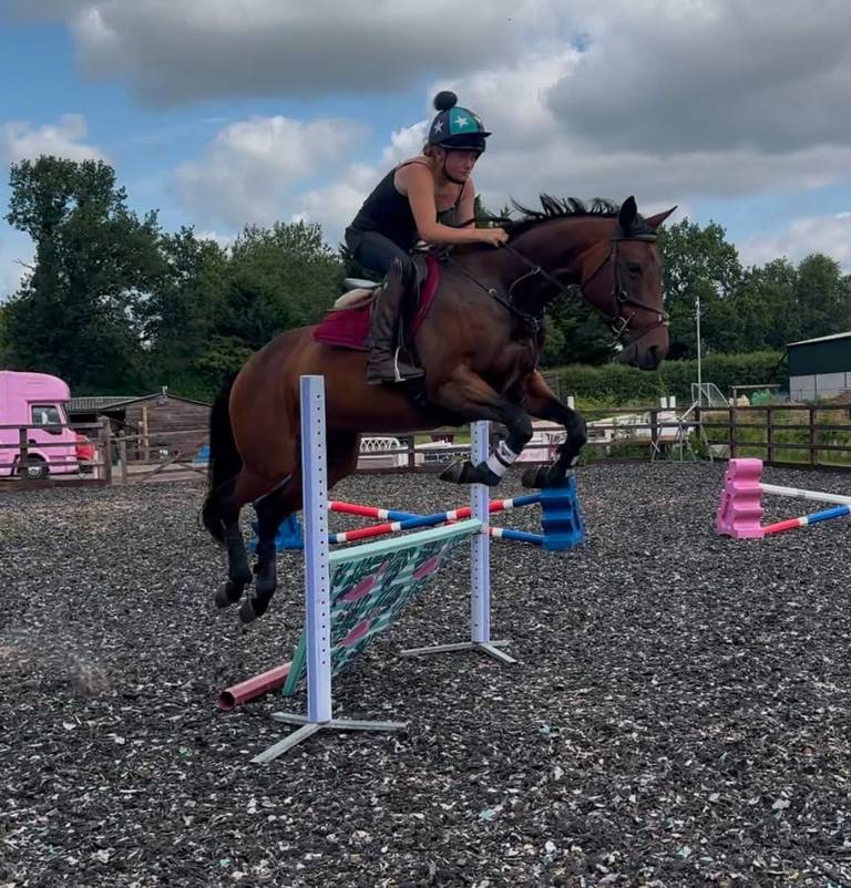 Horse for Sale | 15.1 11 year old happy hacker/allrounder with tack