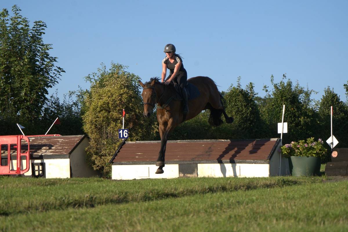 Horse for Sale | Super All-rounder gelding