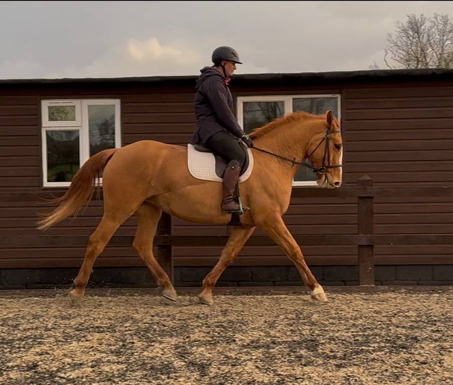 Irish Draught Horses for Sale | Whickr