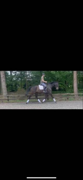 Horse for Sale | All rounder/ happy hacker