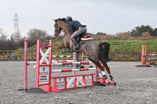 Horse for Sale | STUNNING SJ / EVENTER