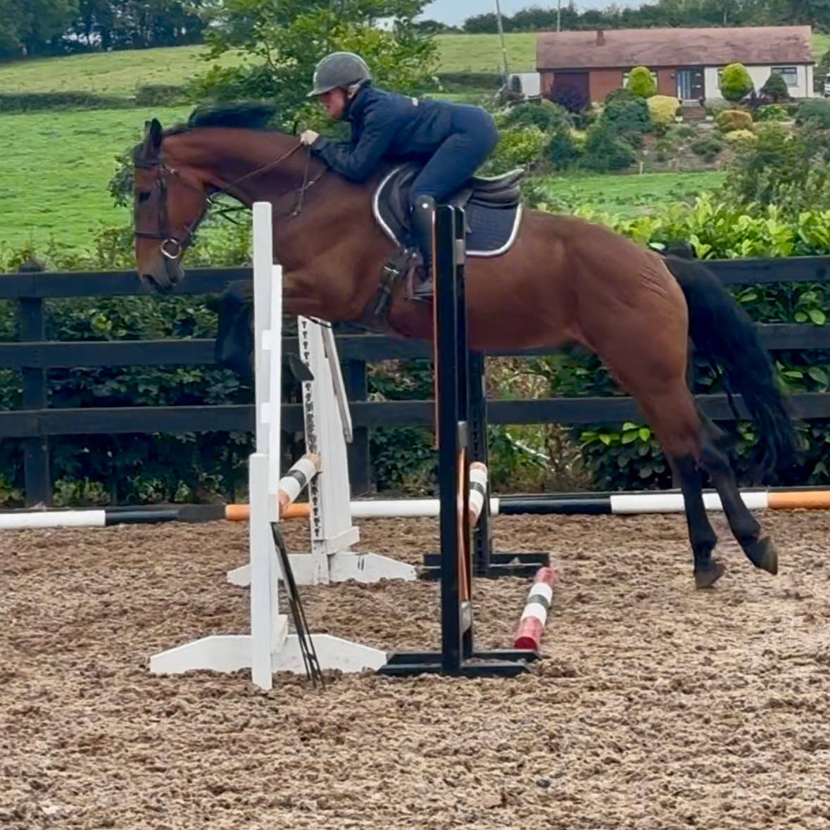 Horse for Sale | Super All-rounder gelding