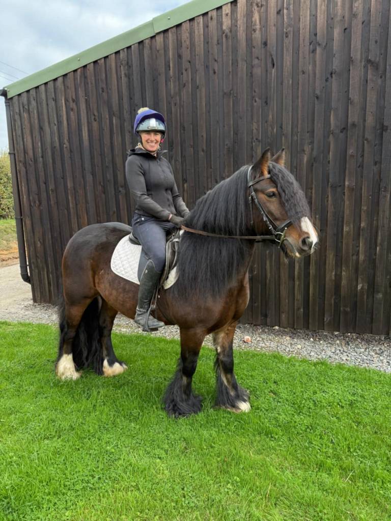 Horse for Sale | ATTRACTIVE COB WITH LOTS OF PRESENCE
