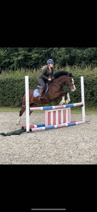 Pony for Sale | Striking Welsh Section C Gelding