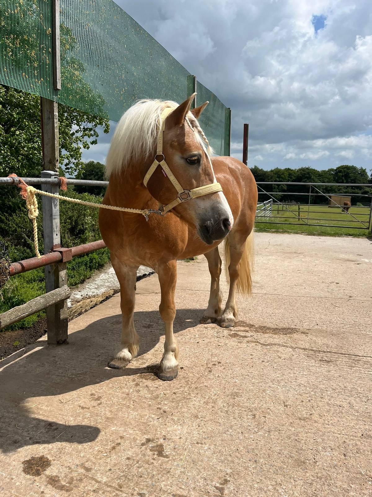 Horse for Sale | Fun safe Happy Hacker