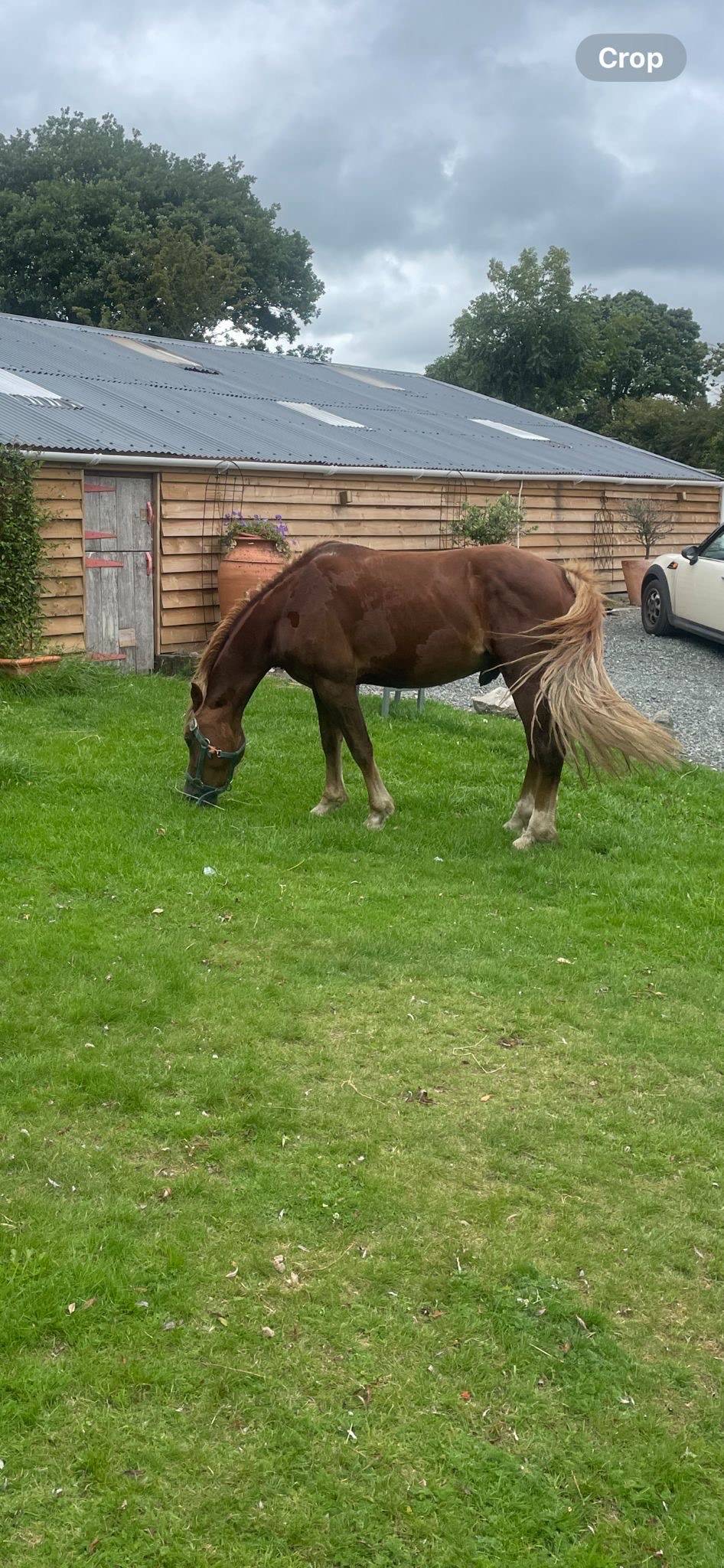 Pony for Sale | 5 year old Flaxen