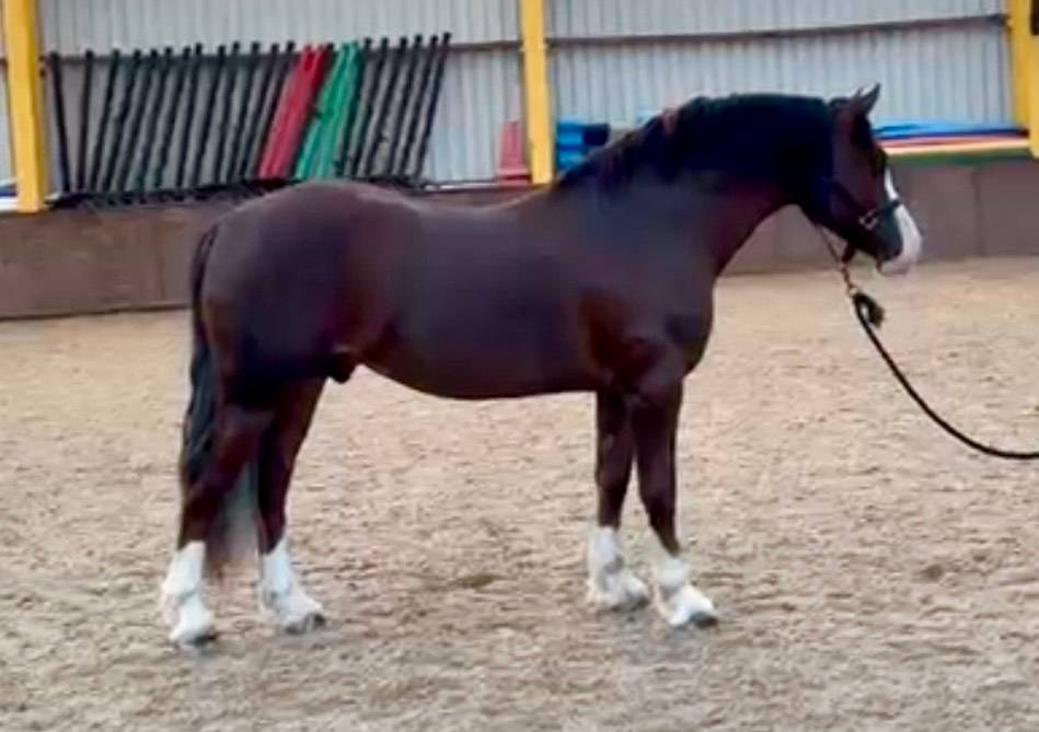Welsh Section D Ponies for Sale | Whickr