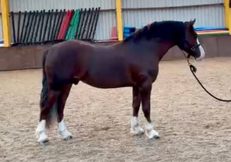 Welsh Section D Ponies for Sale | Whickr