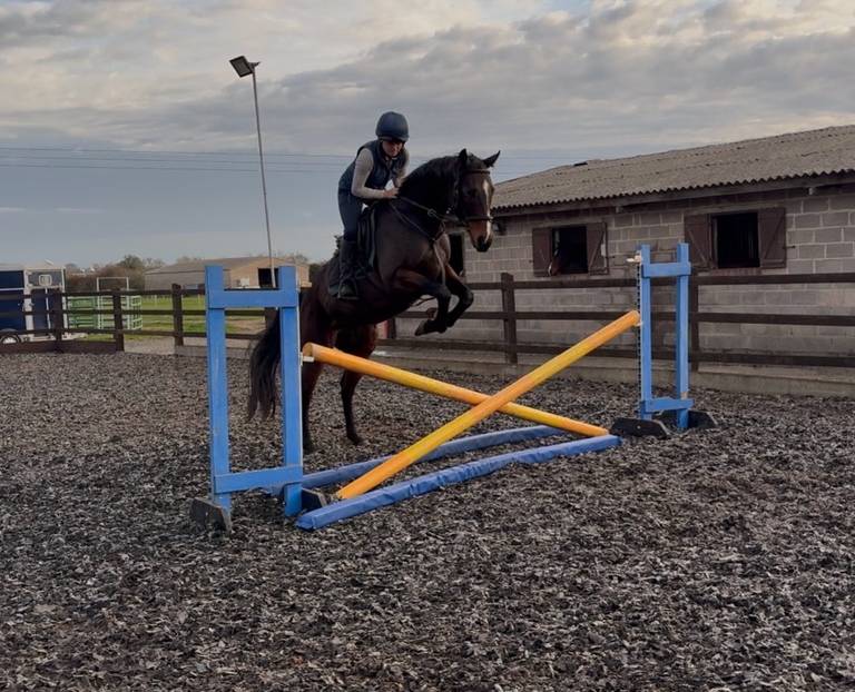 Horse for Sale | Ruby- Sweet Low Level Allrounder