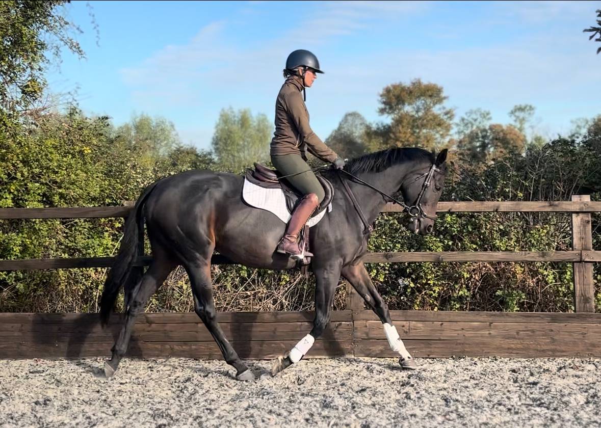 Horse for Sale | Smart ROR/allrounder