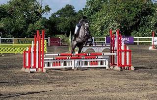 Horse for Sale | Showjumper / Eventer / Allrounder