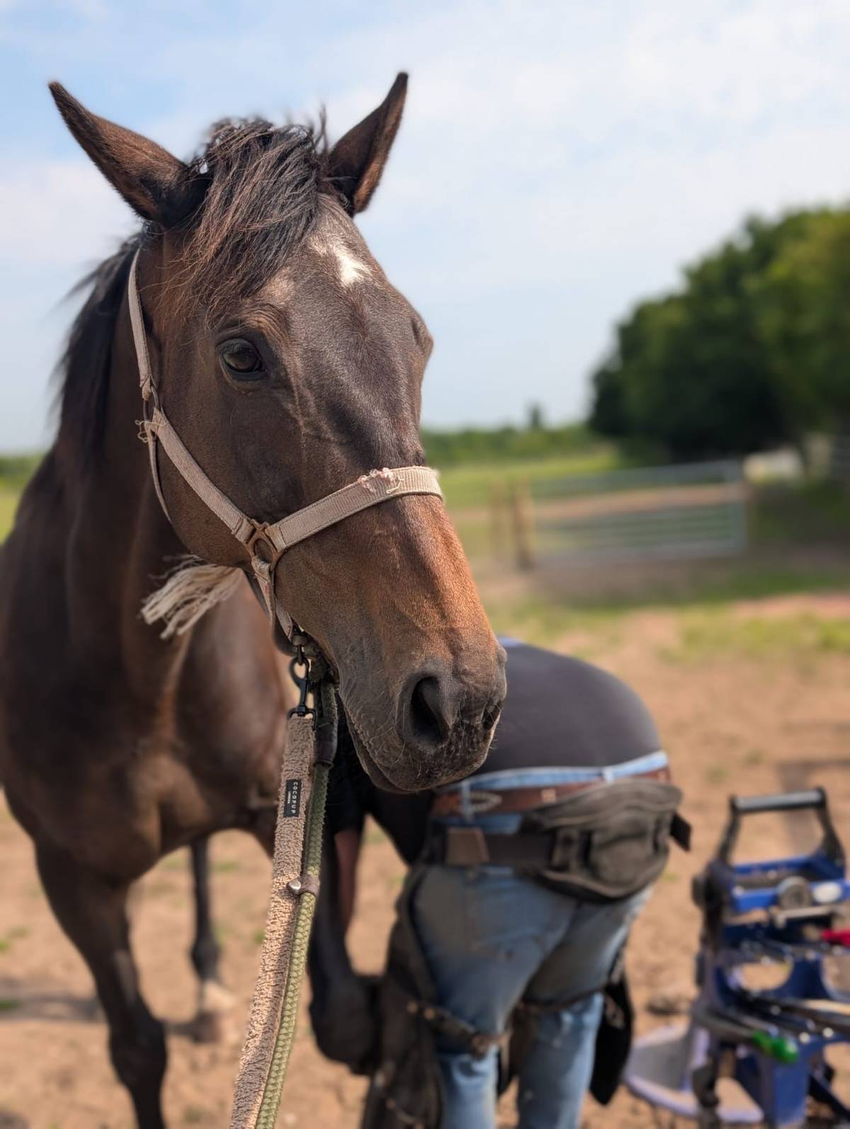 Horse for Sale | Beautiful, gentle low level all-rounder / happy hacker