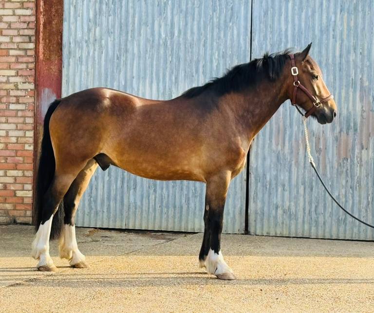 Cobs for Sale | Whickr