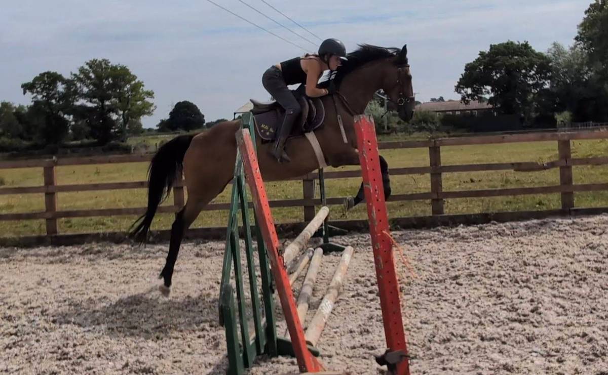 Horse for Sale | Happy Hacker / Loves Jumping