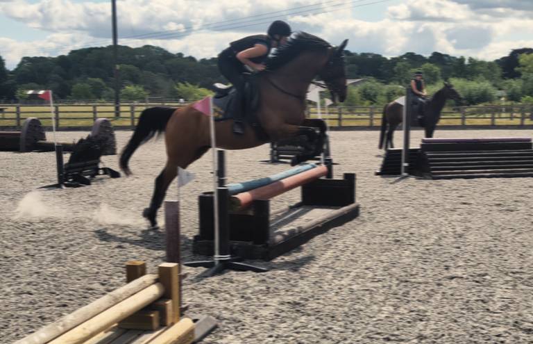 Horse for Sale | Happy Hacker / Loves Jumping
