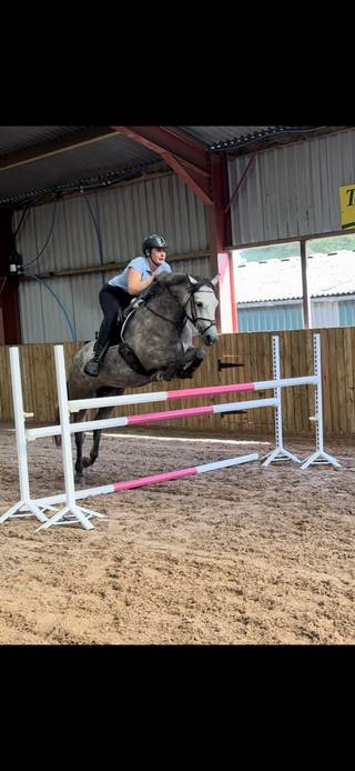 Pony for Sale | Quality Connemara ideal all rounder RC type