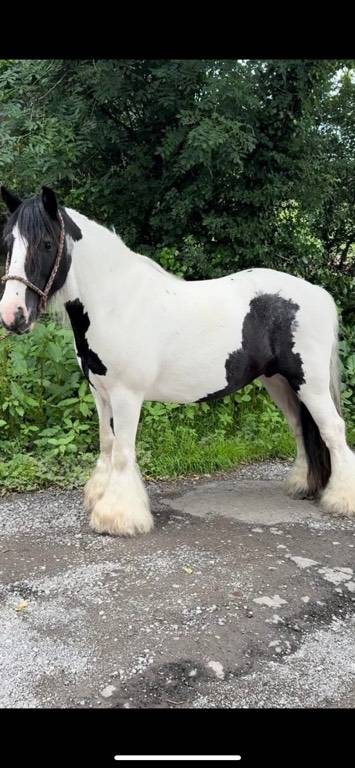 Pony for Sale | Sweet Broodmare/Project/Companion