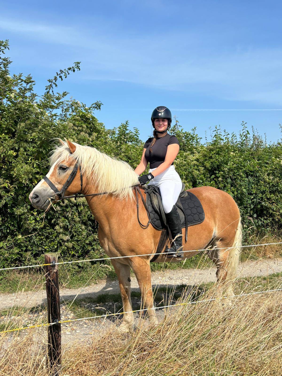 Horse for Sale | Fun safe Happy Hacker