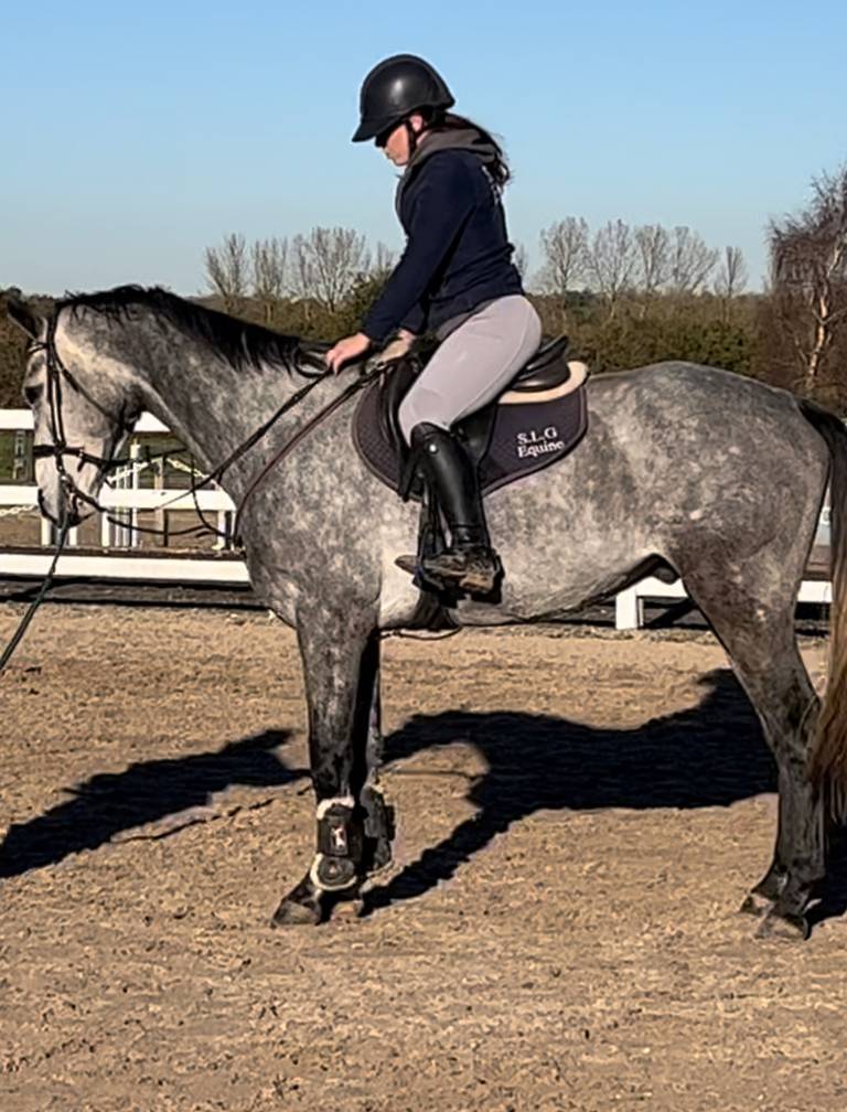 Horse for Sale | Stunning grey gelding