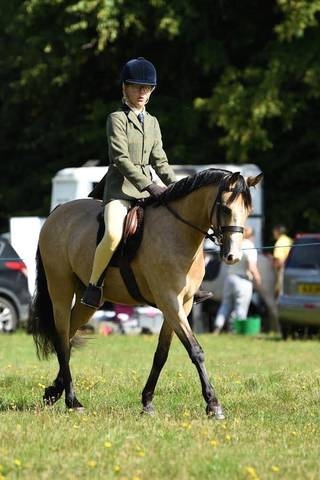 Pony for Loan | Beautiful Welsh b 13.1