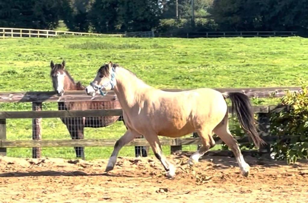 Pony for Sale | Welsh sec a gelding
