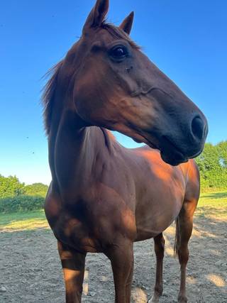 Horse for Sale | 16.1 tb chestnut mare ex racer