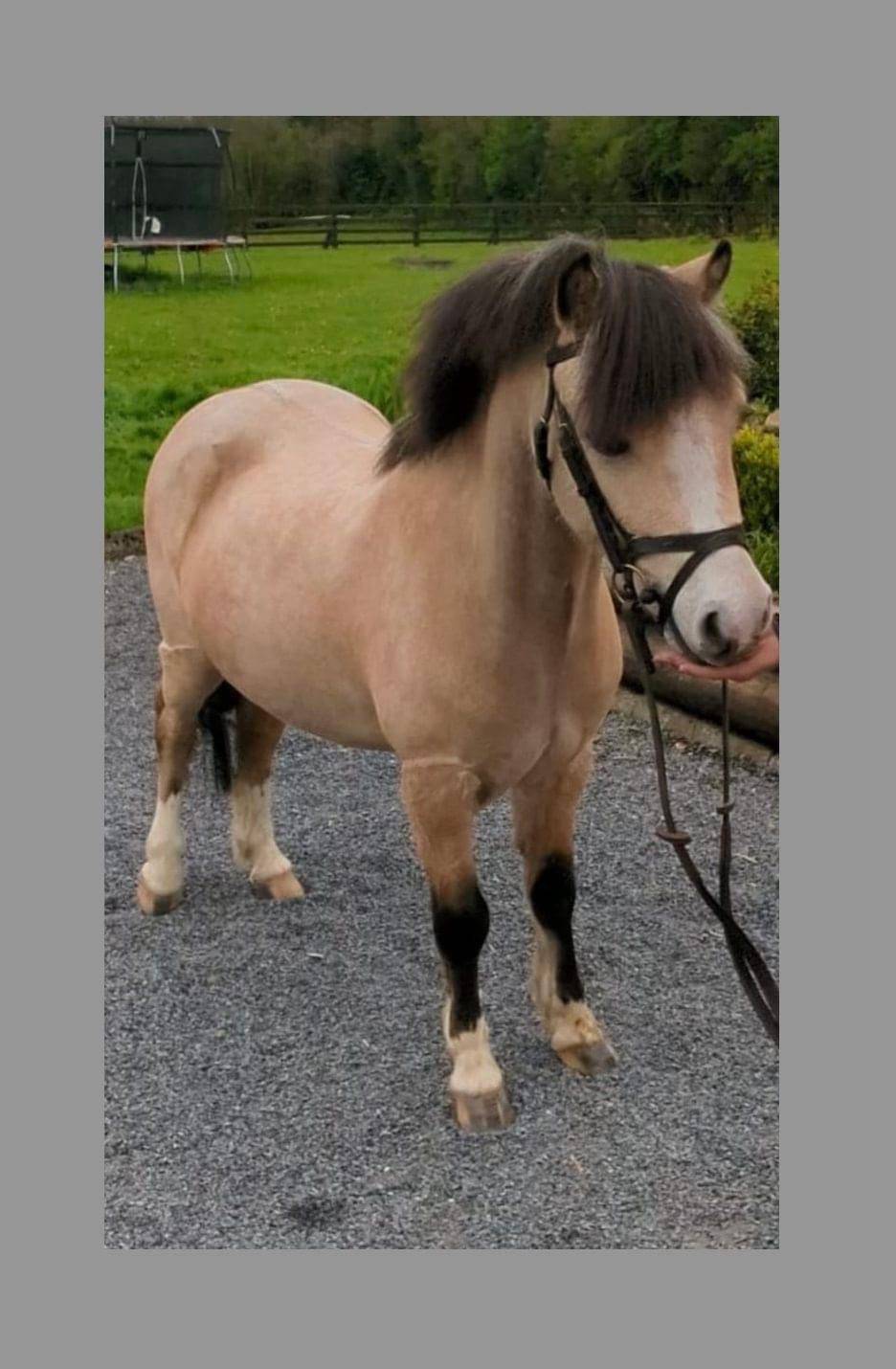 Pony for Sale | Welsh sec a gelding