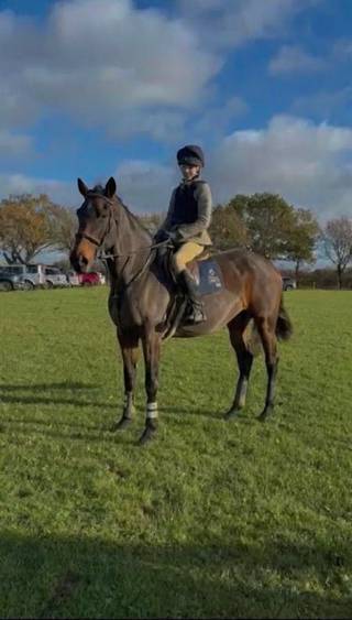 Horse for Sale | Super quiet Happy Hacker/Hunter!