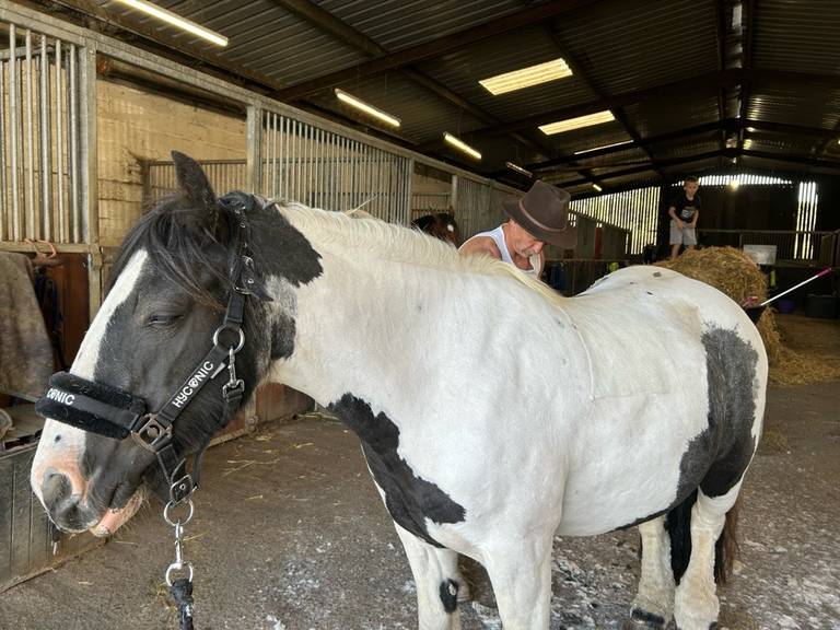 Pony for Sale | Sweet Broodmare/Project/Companion