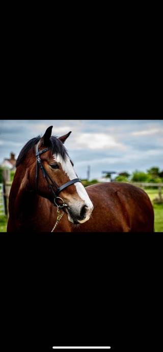 Welsh Section D Ponies for Sale | Whickr