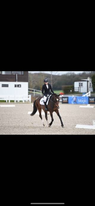 Pony for Sale | Stunning 13hh WPB pony looking for new bestie