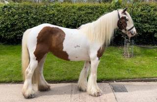 Pony for Sale | Super sweet and attractive cob