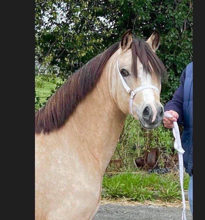 Pony for Sale | Welsh sec a gelding