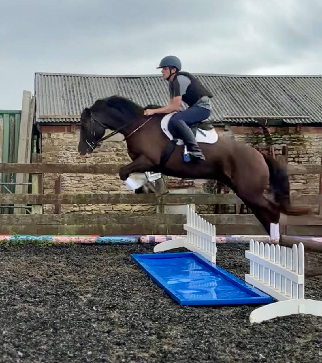Welsh Section D Ponies for Sale | Whickr