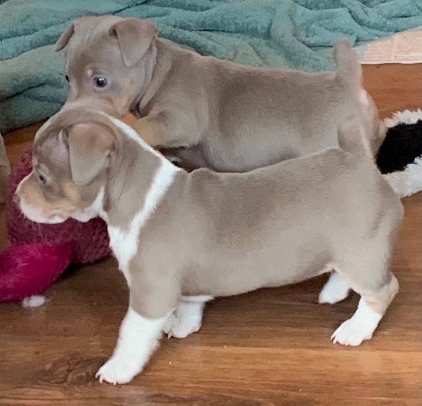 Dog for Sale | Miniature Jack Russell Puppies