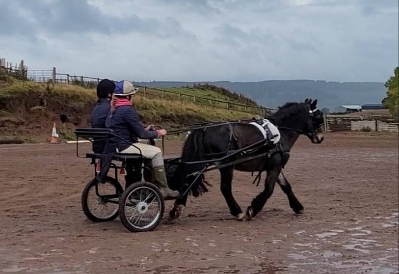 Driving Horses for Sale | Whickr
