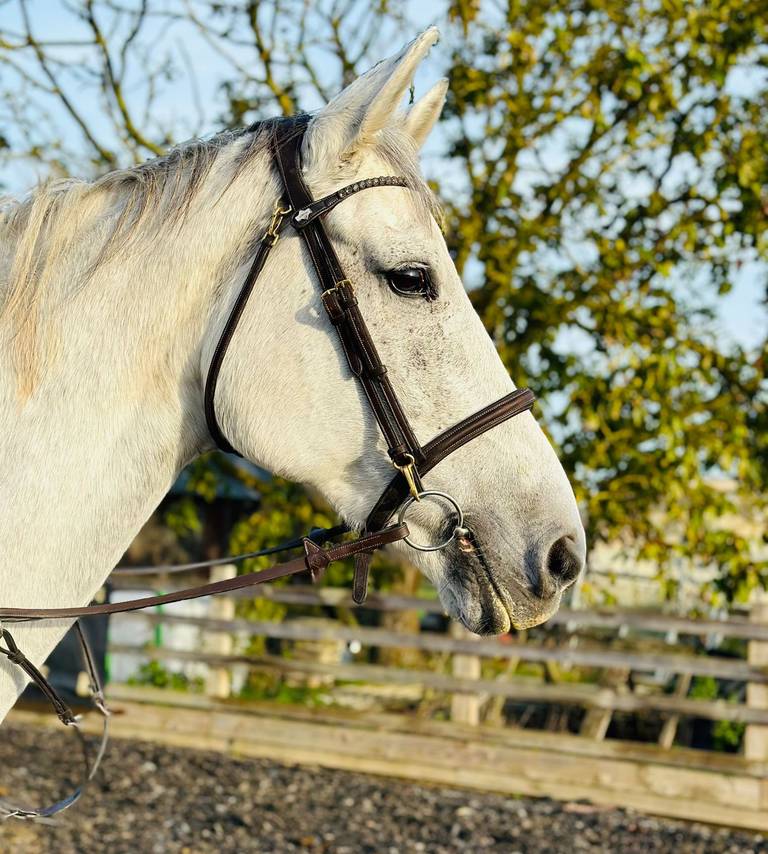Horse for Sale | Stunning Irish Draught Mare – Peaches