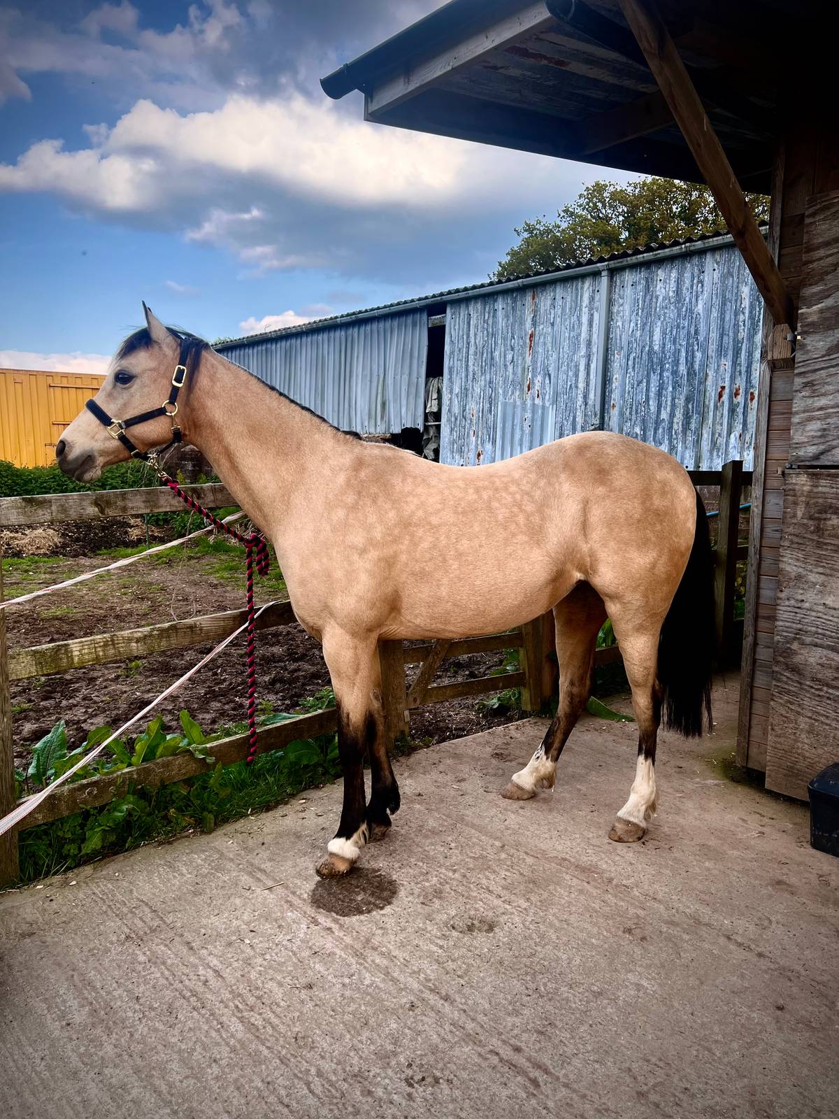 Pony for Sale | SUPER SWEET 13 2 hh MARE PC / MG PONY