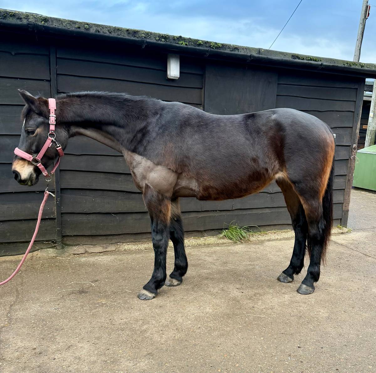 Pony for Sale | Super family pony in the making