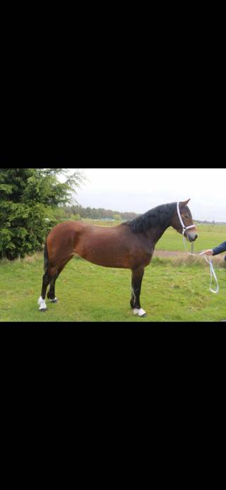 Horse for Sale | Beautifully bred Welsh D mare
