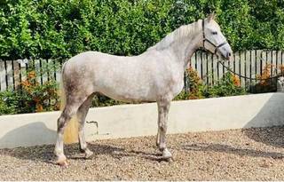 Horse for Sale | Quality Hunter/Dressage/Allrounder Irish Draught Gelding
