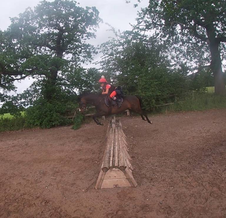 Pony for Sale | Fantastic Allrounder Pony
