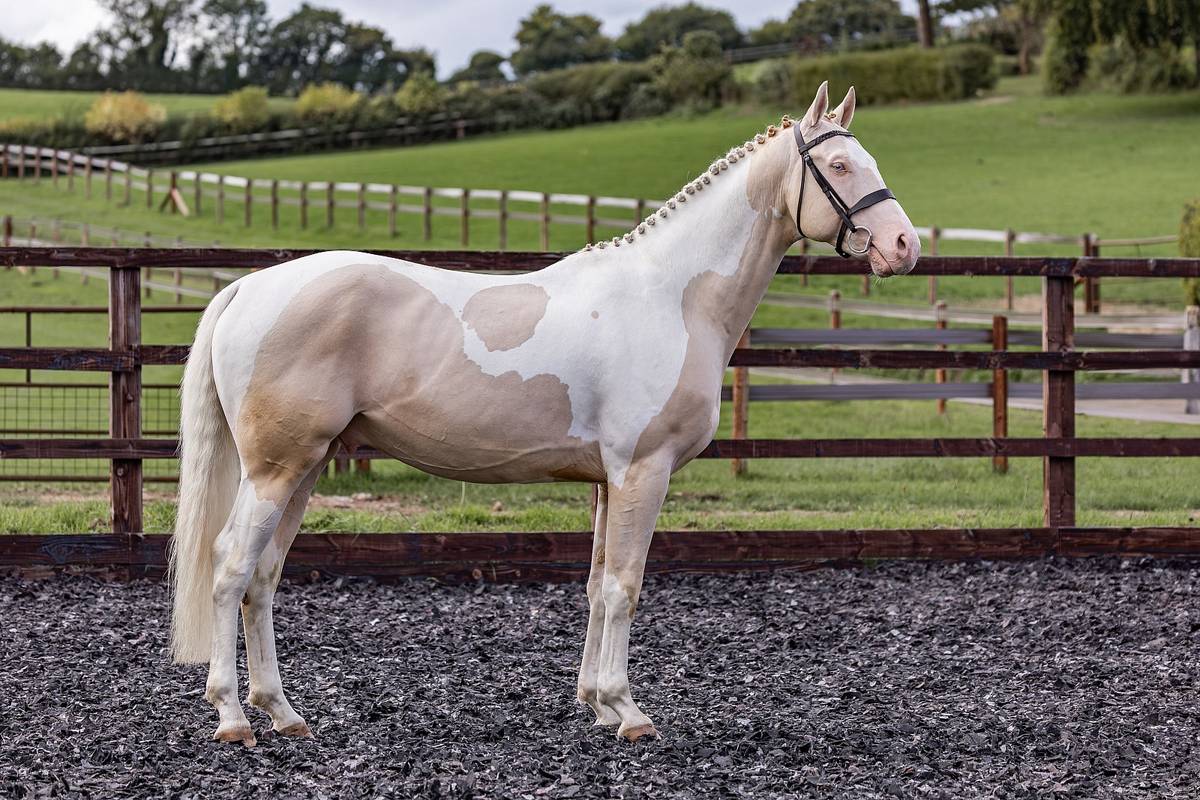 Horse for Sale | Double Dilute stallion can be gelded