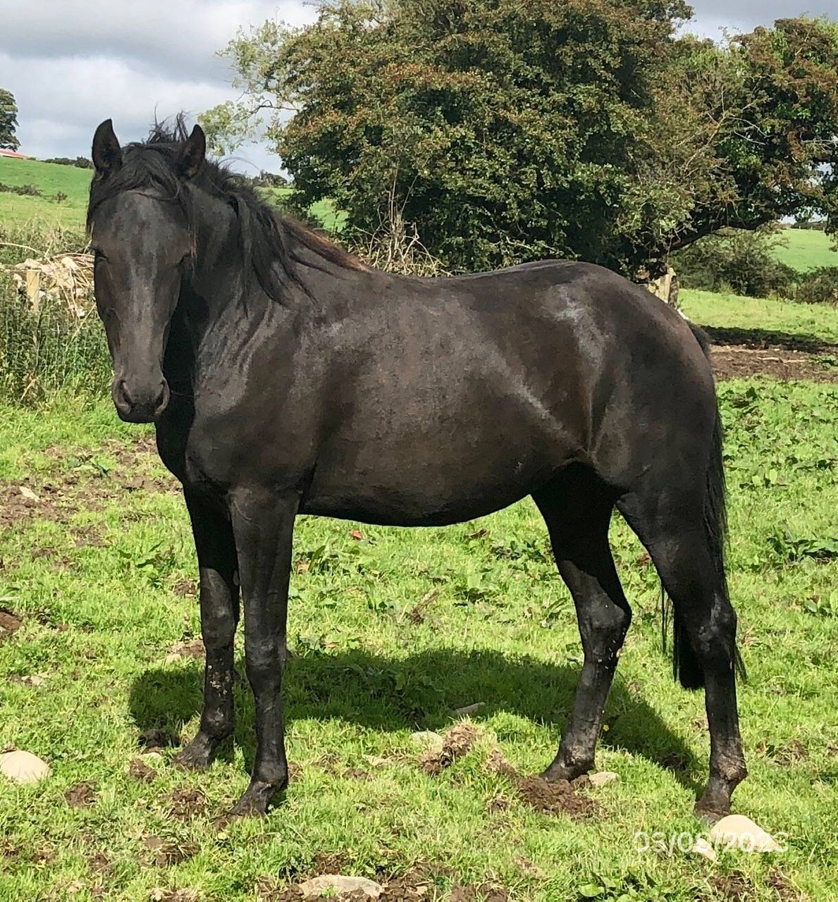 Horse for Sale | 4YO Irish Sport Filly