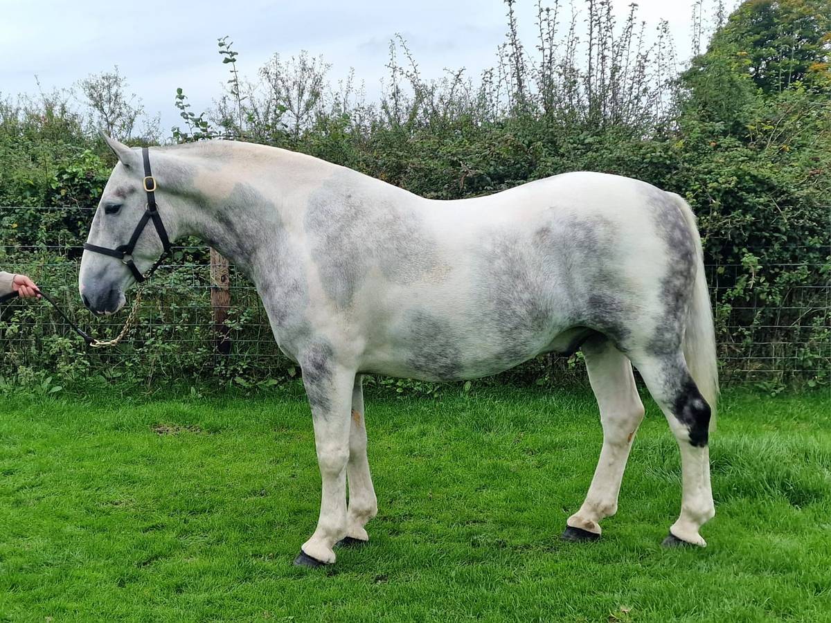 Horse for Sale | Wonderful Coloured Cob